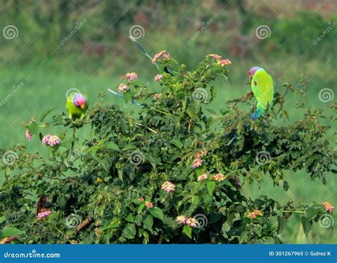 Pair Of Exotic Parakeets On Lantena Branch Stock Image Image Of Close