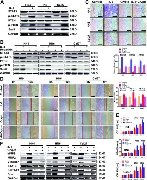 Il 8 Promotes Hnscc Progression Through The Stat3 Pathway A The