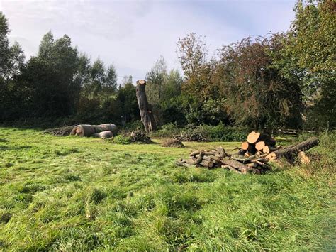The Dead Willow Monolith The Dead Willow Monolith Bruton Tree Care