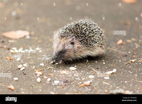 Hedgehog Teeth