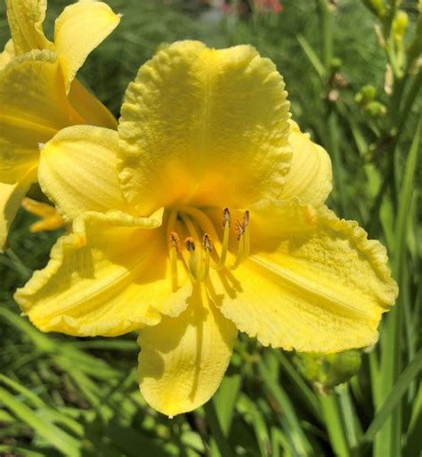 Happy Returns Daylily Images