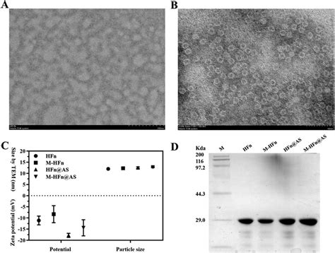 Characterizations A B TEM Images Of Disassembled M HFn With Urea And