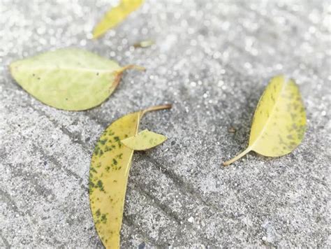 亂燉兩晉十六國1 每日頭條