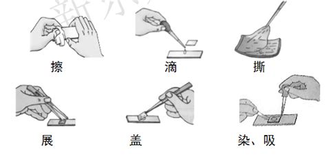 2023中考生物实验操作易错点归纳实验三 制作并观察植物细胞临时装片