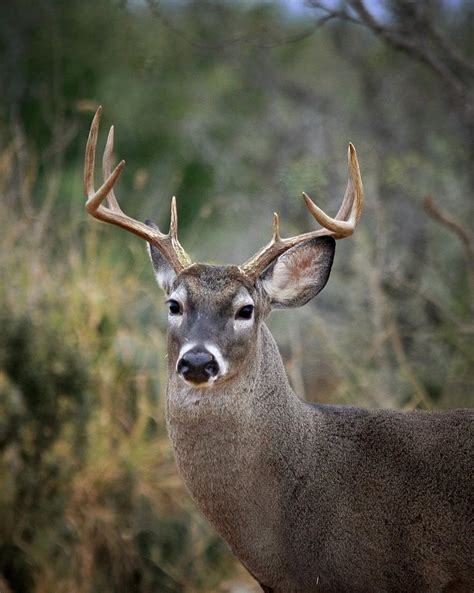 8 Point Whitetail By Butch Ramirez