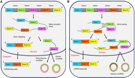 Biogenesis Of Circrna A In Lariat Driven Circularization The
