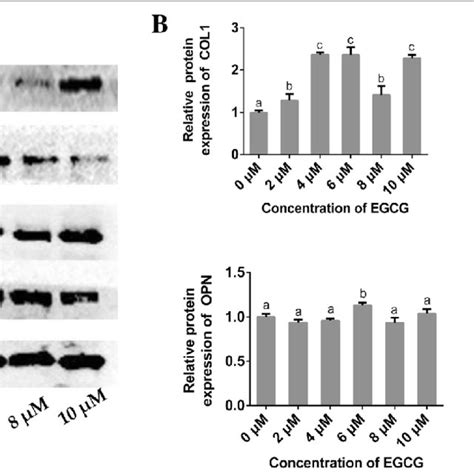 relative expression levels of col1 runx2 opn and osx measured by