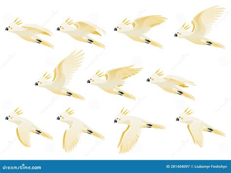 Parrot Animation Exotic Adorable Fauna Character Flight White Sulphur