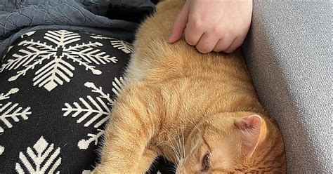 Shadow Being Cute And Cuddly Today Album On Imgur