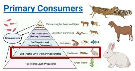 Primary Consumers In Ecosystems Roles And Examples