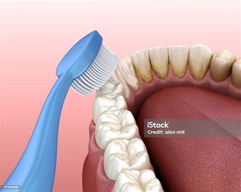 칫솔 청소 치아 구강 위생의 의학적으로 정확한 3d 그림 디지털 생성 이미지에 대한 스톡 사진 및 기타 이미지 디지털 생성 이미지 박테리아 뿌리 Istock