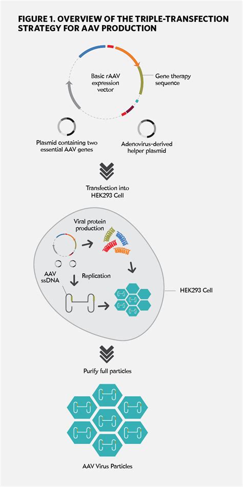Three Is The Magic Number In Gene Therapy Production