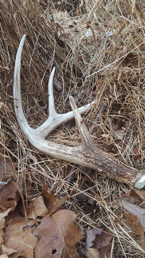 When And Where To Look For Shed Antlers Head Hunters Tv
