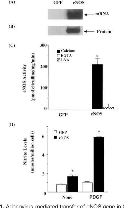 Figure 1 From Enos Gene Transfer Inhibits Smooth Muscle Cell Migration