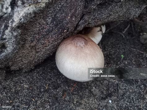 Jamur Jerami Atau Jamur Jerami Padi Jamur Jerami Tumbuh Di Kulit Pohon