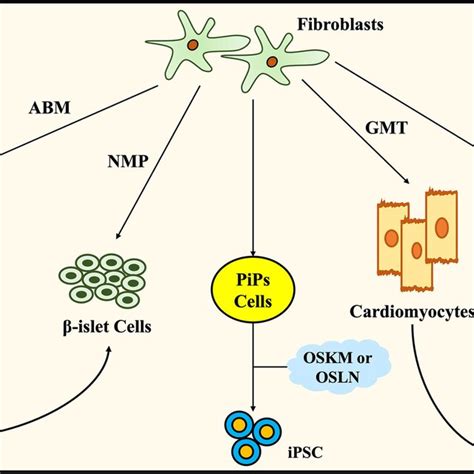 Approaches Of Fibroblasts Reprogramming To Other Cell Lineages Download Scientific Diagram