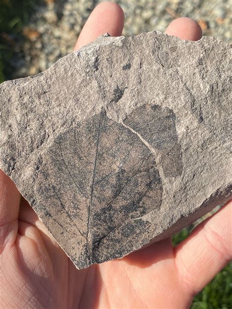 Leaf Fossil Fossil Flora Fossil Plant Fossilized Organic Matter Natural