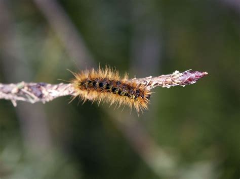 Pest Of The Month Fall Webworms Arborist Now