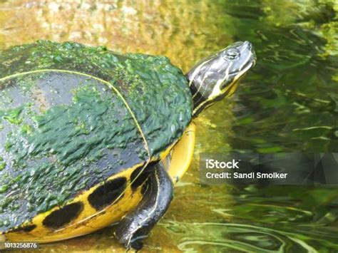 플로리다 붉은 배 Cooter 거북이에 대한 스톡 사진 및 기타 이미지 거북이 껍데기 다중 색상 Istock