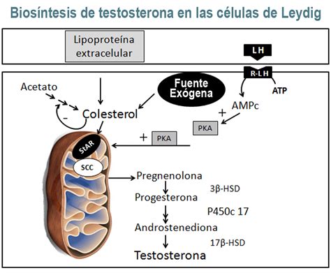 Los Mejores Precursores De La Testosterona 【top 5 Suplementos】 2022