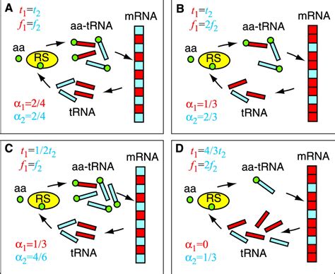 Codon Usage And Trna Abundancy Codon Bias Definition Grfinz