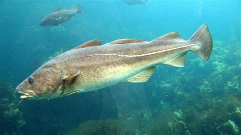 Cod Fish Guide Explore The Famous Fish Ocean Info