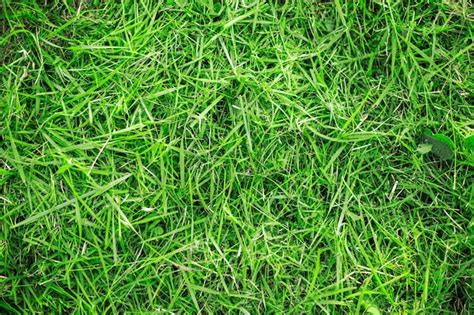 Premium Photo Mown Green Grass On The Ground Background Texture