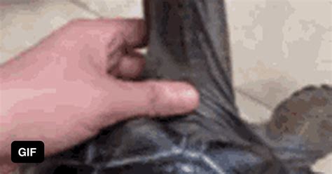 Completely Sfw Turtle Action 9GAG
