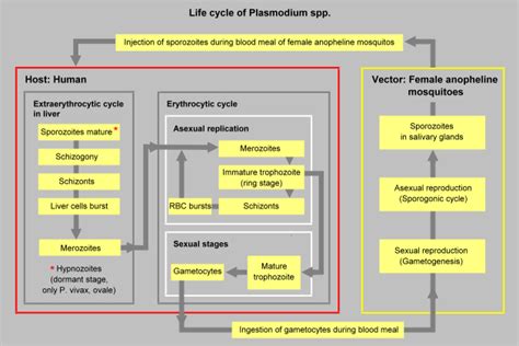 Plasmodium Definition Life Cycle Characteristics Morphology
