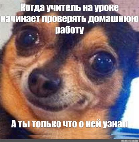 Создать мем смешные мемы с собаками животные собака смешная