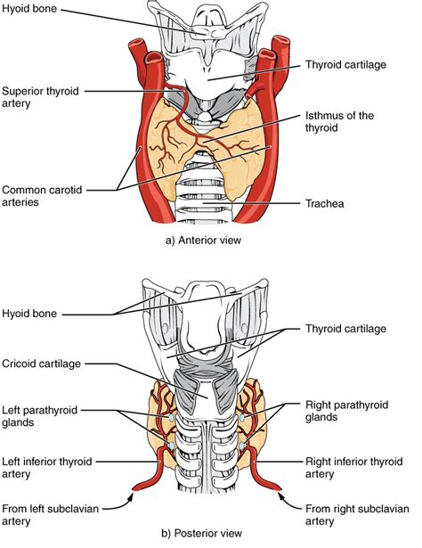 Thyroid And Parathyroid Glands Meddists