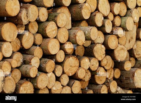 Photo Of A Logging Site In The Forest Stock Photo Alamy