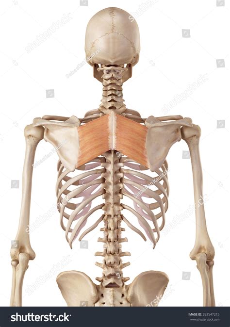 305 Rhomboid Major 이미지 스톡 사진 및 벡터 Shutterstock