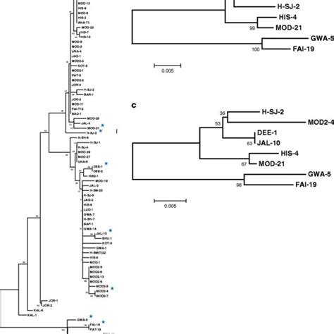 Neighbour Joining Phylogenetic Dendrogram Depicting The Relationship