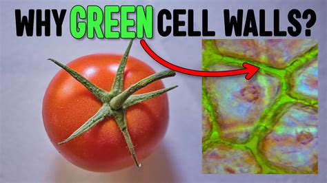 Tomato Skin Under Microscope