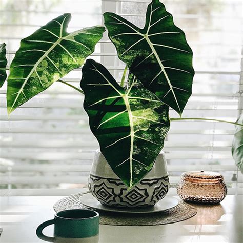 Alocasia Ornamental Plant Guid Apps On Google Play