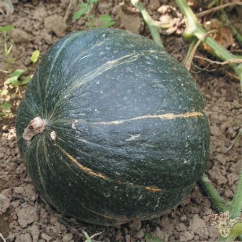 Maxima Squash Kabocha