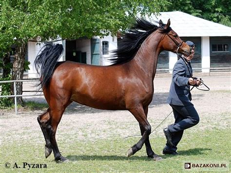Bazakonipl Karta Konia Klacz Basira Kahil Al Shaqab Bursa