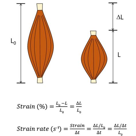 Myocardial Strain And Strain Rate Simple Diagram Showing The Principle Download Scientific
