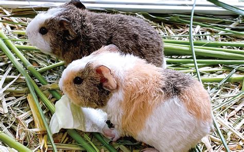 【高知県立のいち動物公園だより】ハムスターより大きくしっぽが無いのが特徴「モルモット」｜地球にやさしい子ども達を育む環境教育メディア