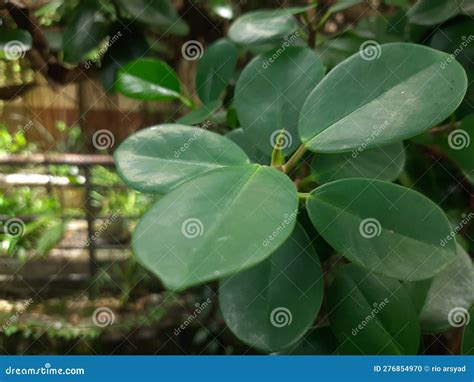 The Leaves Of The Ficus Microcarpa Tree Or Chinese Banyan Malay Banyan