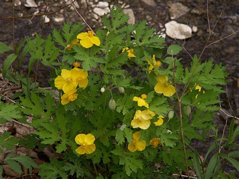 Stylophorum Diphyllum Celandine Poppy 3 Pot New Leaf Natives