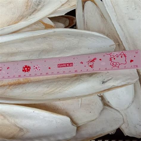 Jual TULANG SOTONG Size 24 28 SUPER JUMBO Grade A Kualitas Eksport