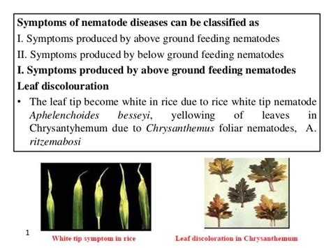 B Sc Agri Ii In U 3 Symptoms Caused By Nematode