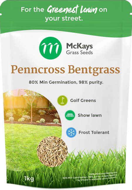 13m Creeping Bentgrass Seed 25 Ubicaciondepersonascdmxgobmx