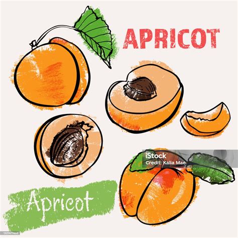 살구 라인 아트와 컬러 핸드 그린 벡터 일러스트레이션 거친 크레용 스트로크 낙서 에 A 표현 느슨한 색칠 공부 책 스타일 0명에 대한 스톡 벡터 아트 및 기타 이미지