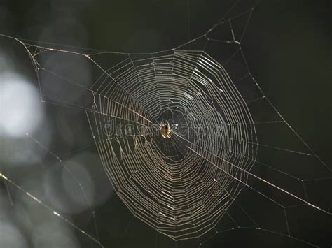 Pa9272433 Spider Web Of A Cross Orb Weaver Spider Araneus Diadematus
