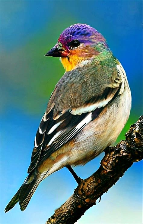 Pin De Judy Mundt Em Birds Pássaros Bonitos Aves De Estimação