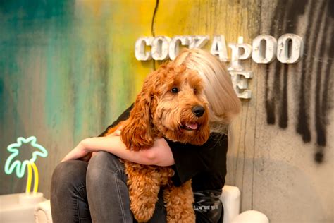 Cockapoo Cafe™ At Beach Box Newcastle 7th August 2022 Official Popbark