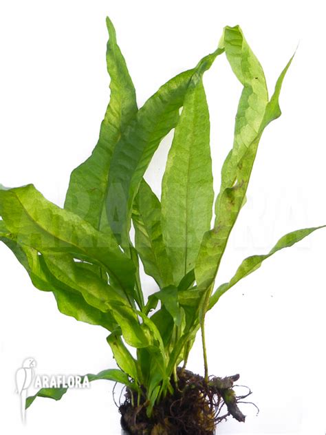 Araflora Exotic Flora And More Microsorum Minor
